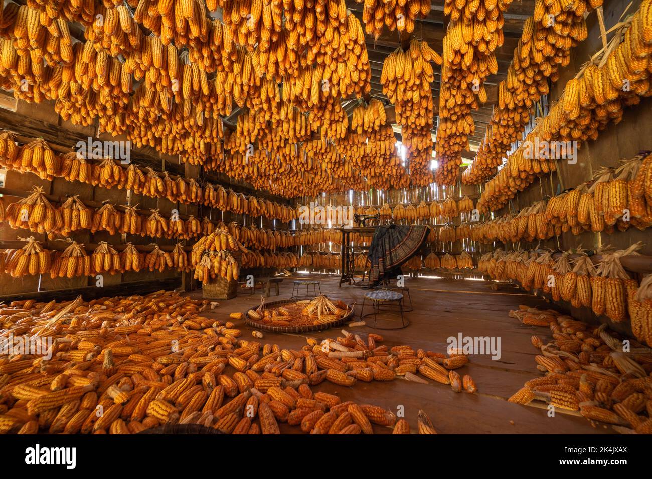 Dried corn hang on ceiling wooden pavilion after date of harvest corn ...