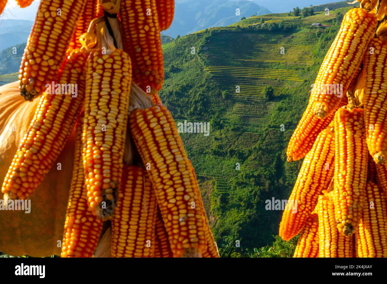 Dried corn hang on ceiling wooden pavilion after date of harvest corn ...