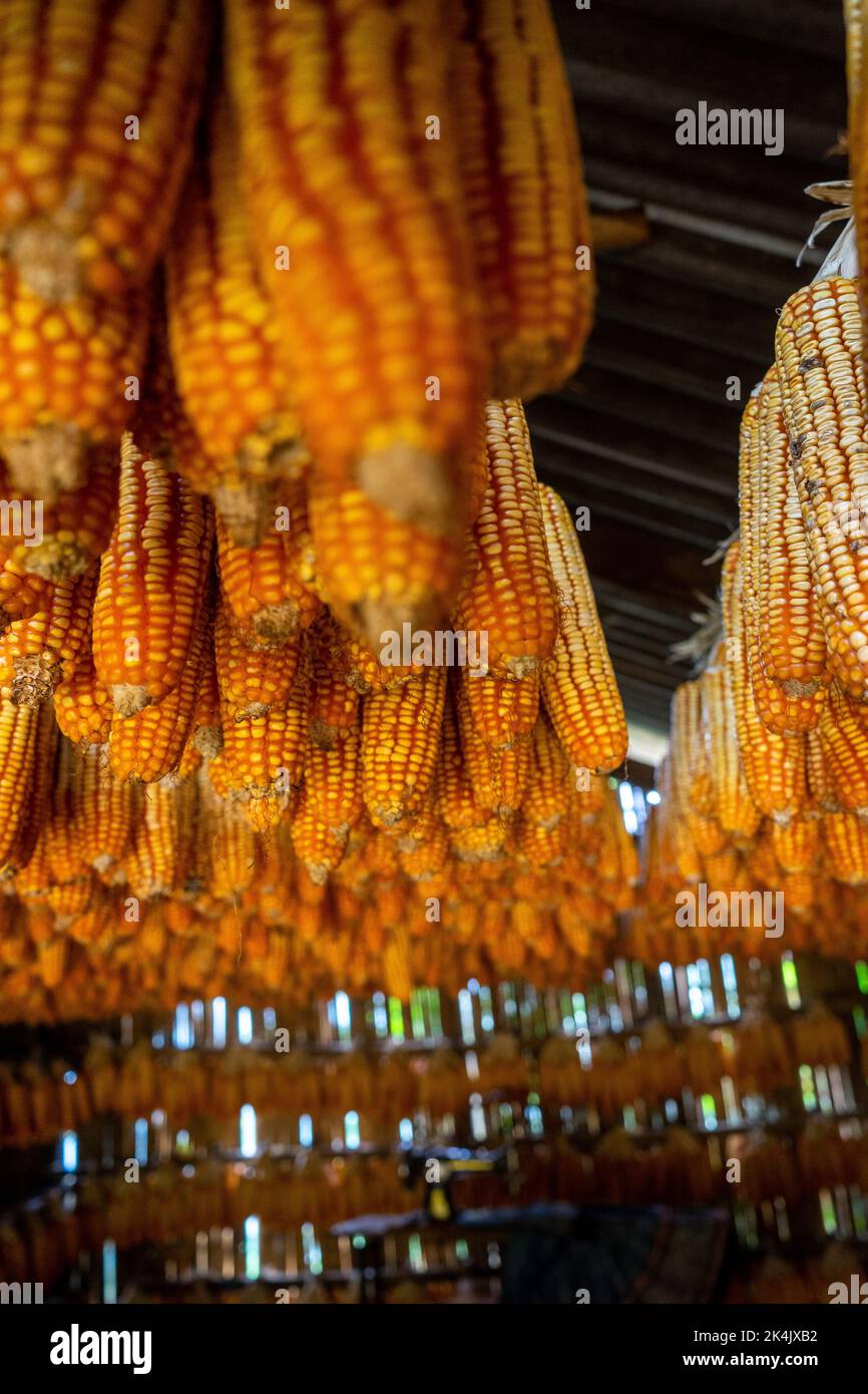 Dried corn hang on ceiling wooden pavilion after date of harvest corn ...