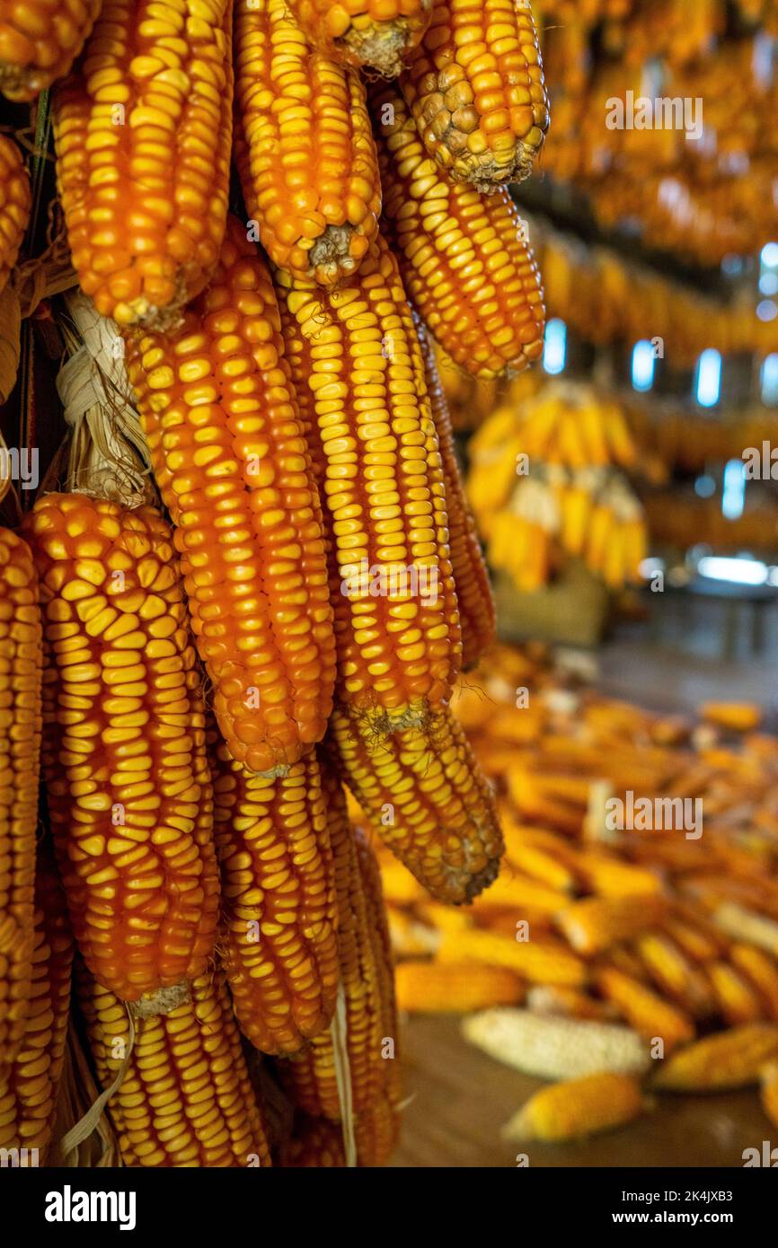 Dried corn hang on ceiling wooden pavilion after date of harvest corn ...