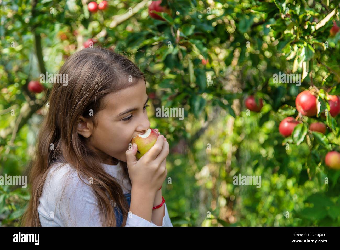 A child harvests apples in the garden. Selective focus Stock Photo - Alamy
