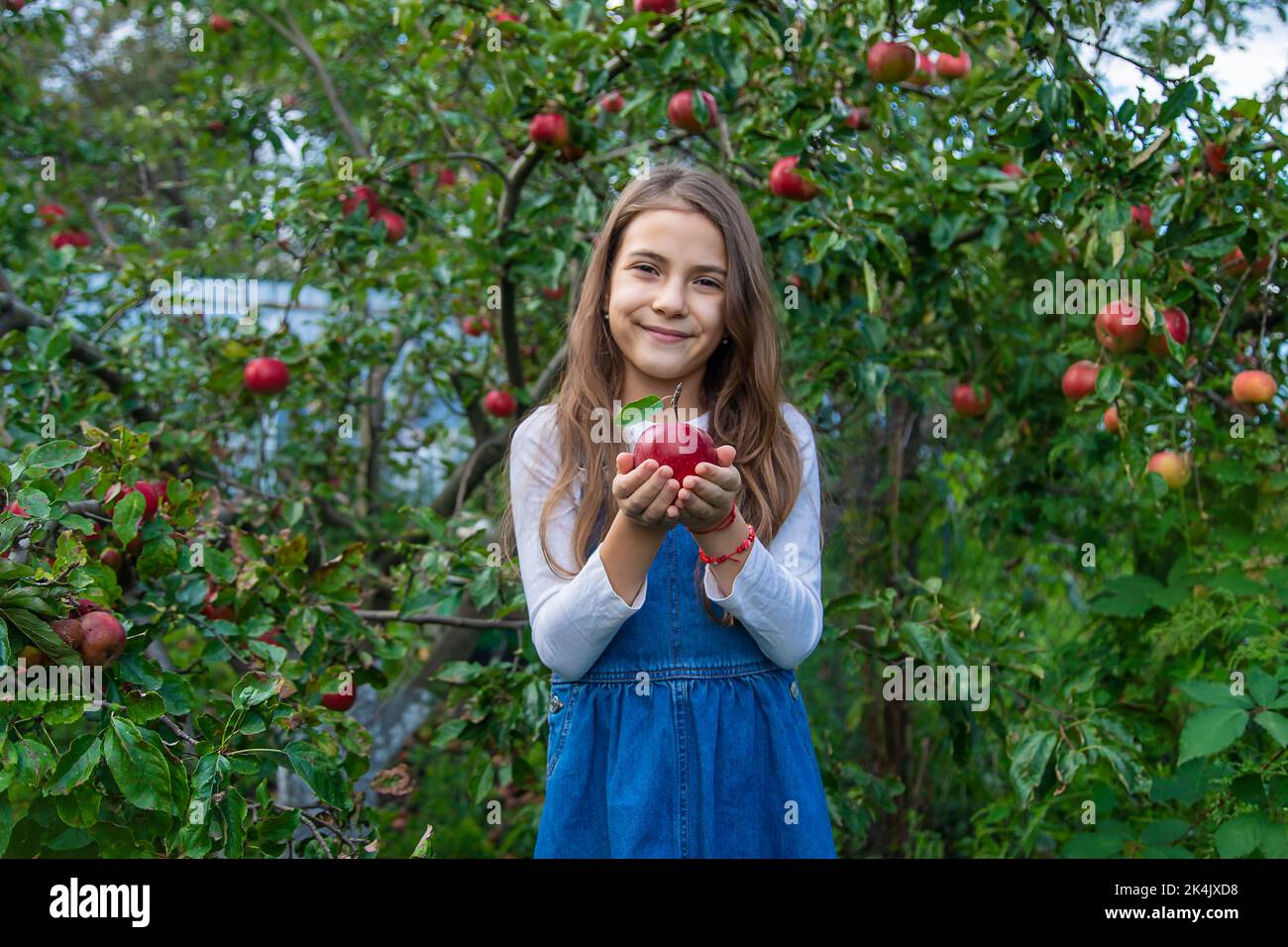 A child harvests apples in the garden. Selective focus Stock Photo - Alamy