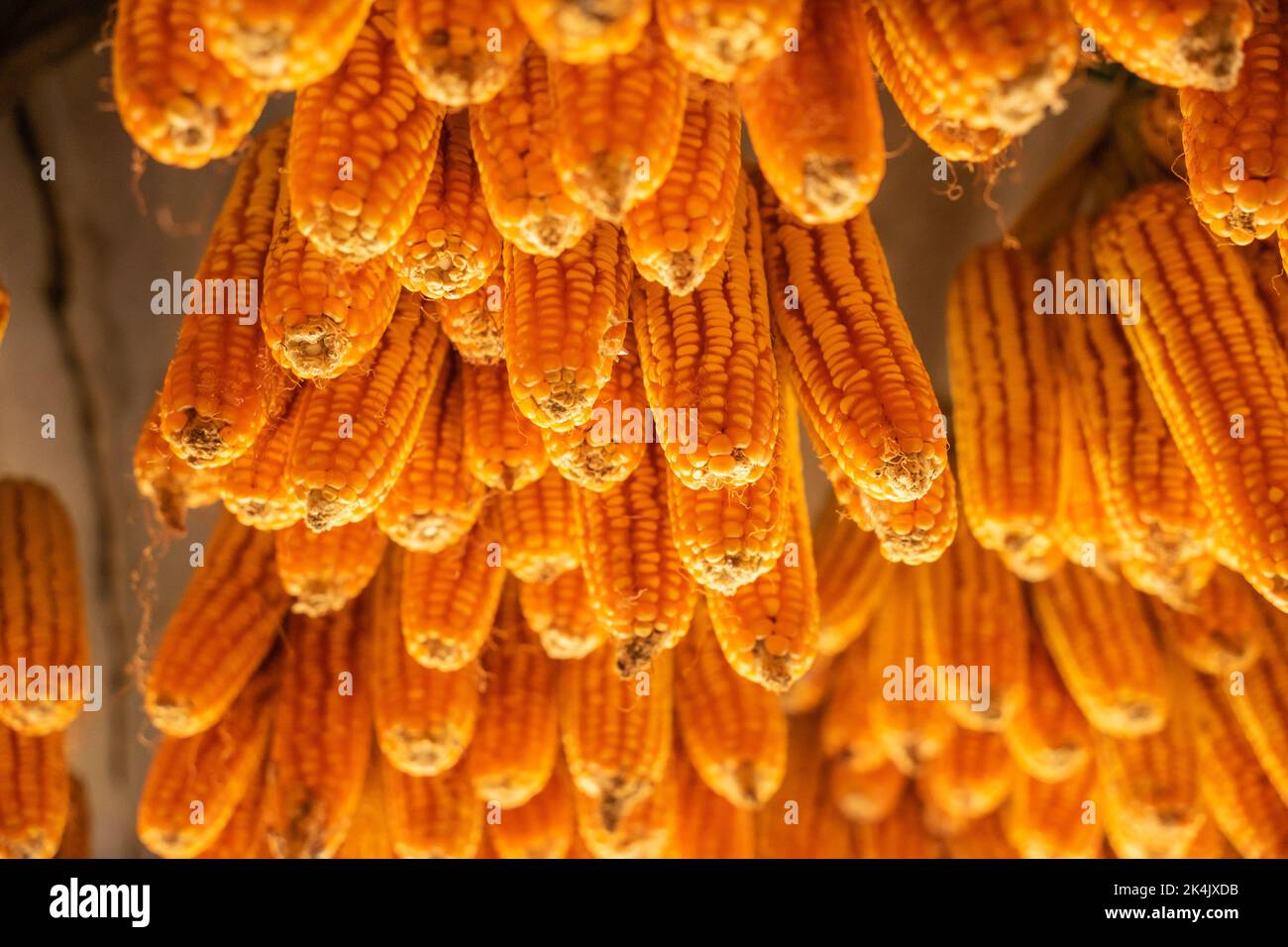 Dried corn hang on ceiling wooden pavilion after date of harvest corn ...