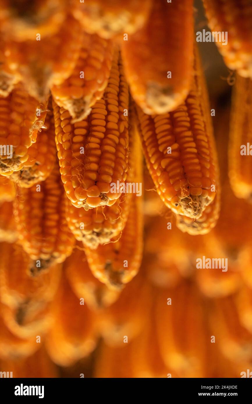 Dried corn hang on ceiling wooden pavilion after date of harvest corn ...