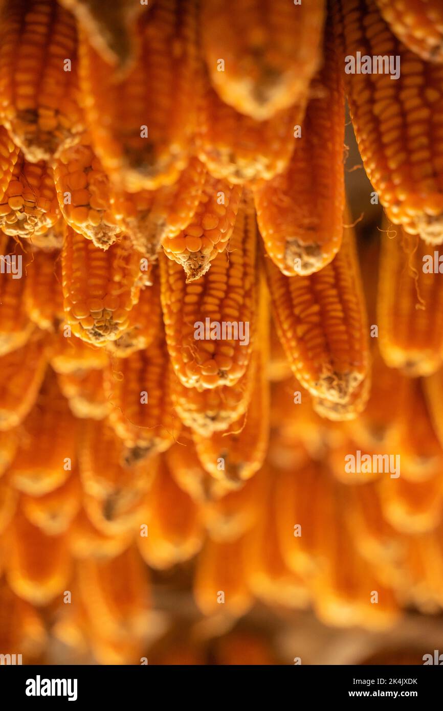 Dried corn hang on ceiling wooden pavilion after date of harvest corn ...