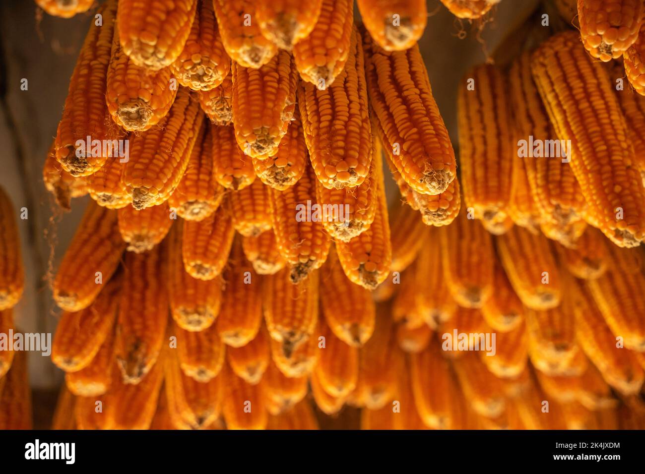 Dried corn hang on ceiling wooden pavilion after date of harvest corn ...