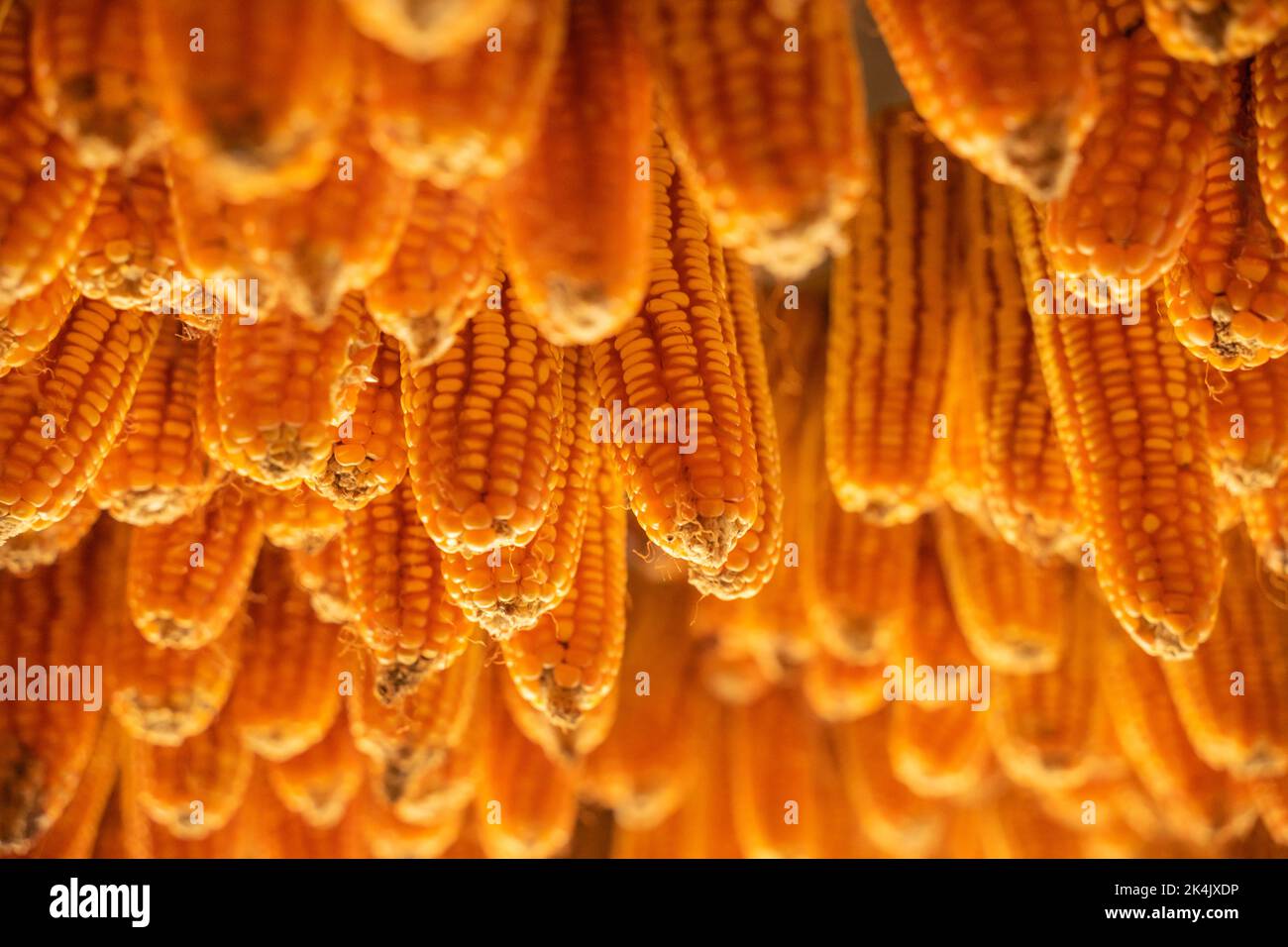 Dried corn hang on ceiling wooden pavilion after date of harvest corn ...