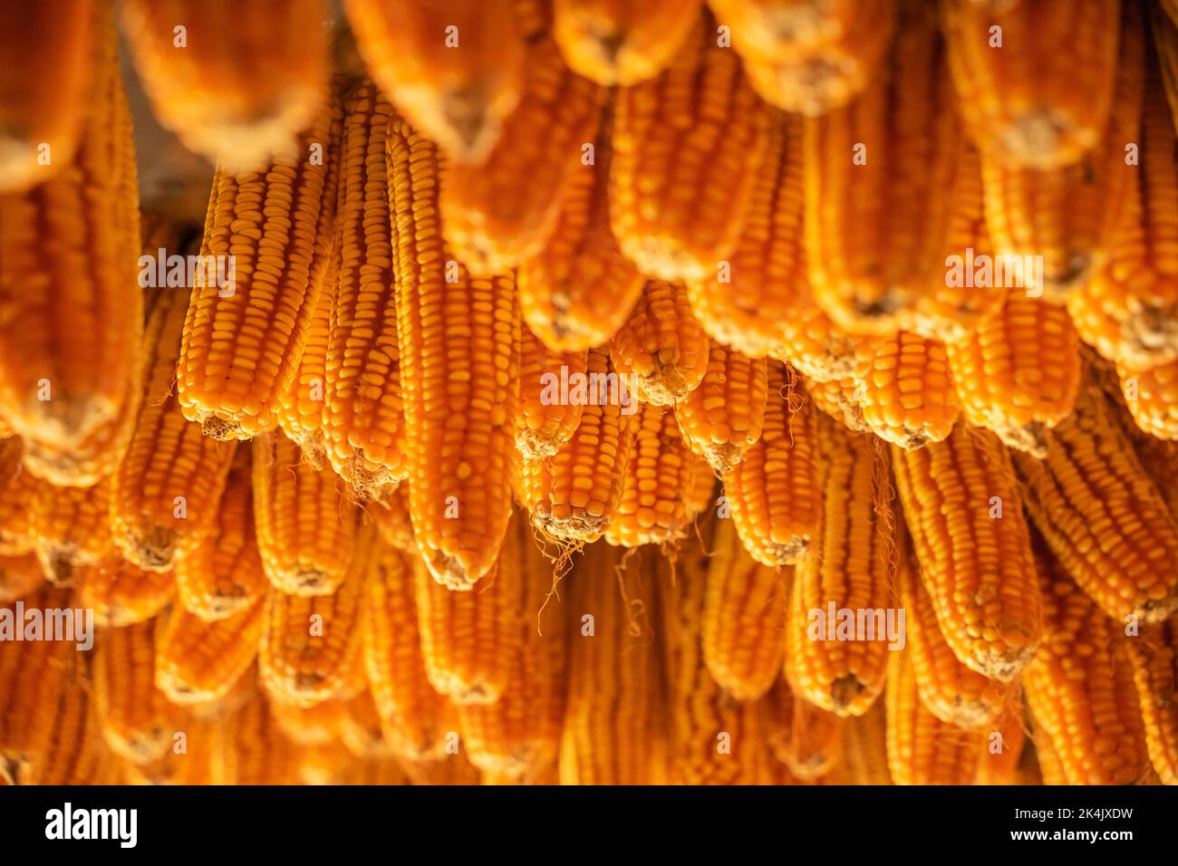 Dried corn hang on ceiling wooden pavilion after date of harvest corn ...