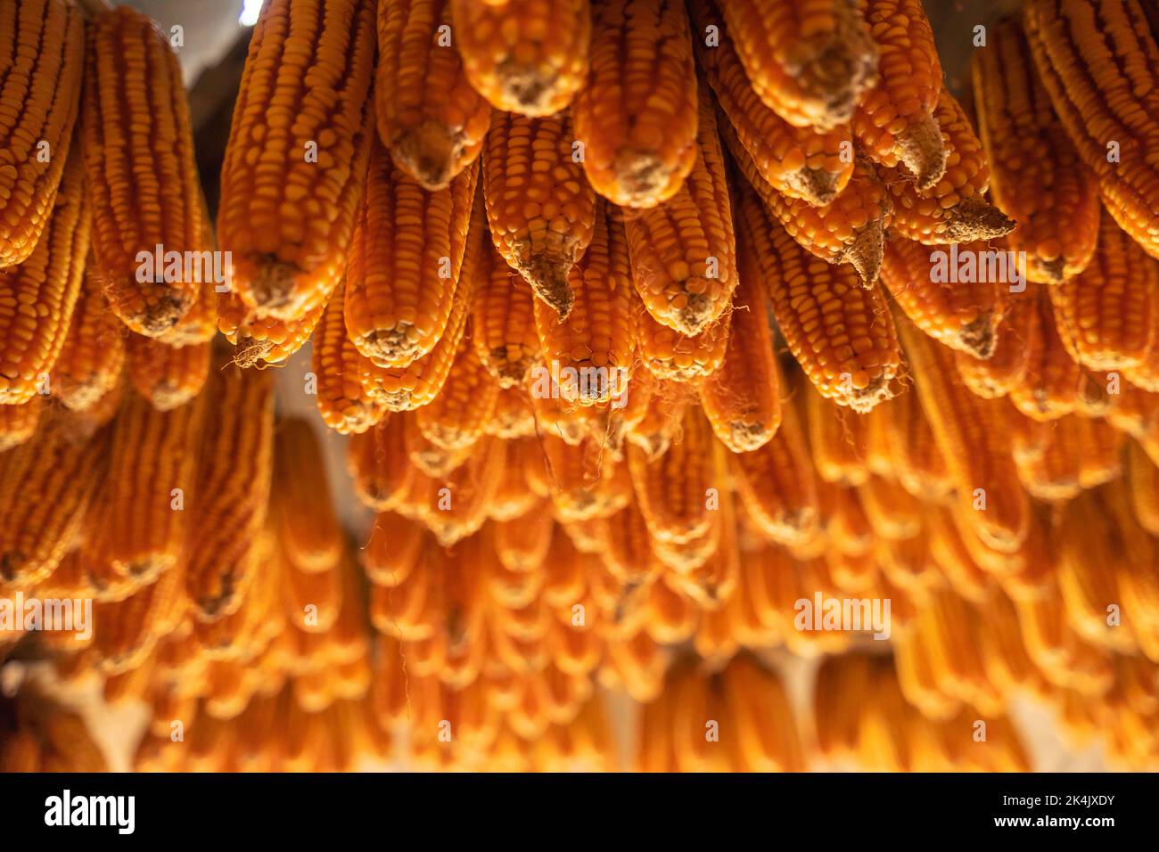 Dried corn hang on ceiling wooden pavilion after date of harvest corn ...
