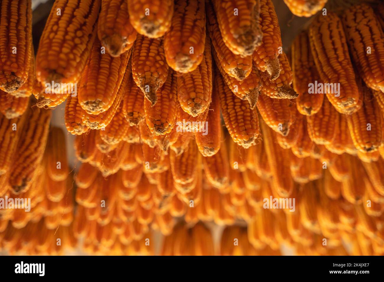 Dried corn hang on ceiling wooden pavilion after date of harvest corn ...