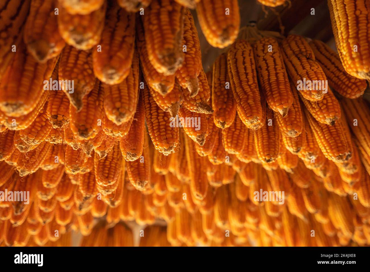 Dried corn hang on ceiling wooden pavilion after date of harvest corn ...