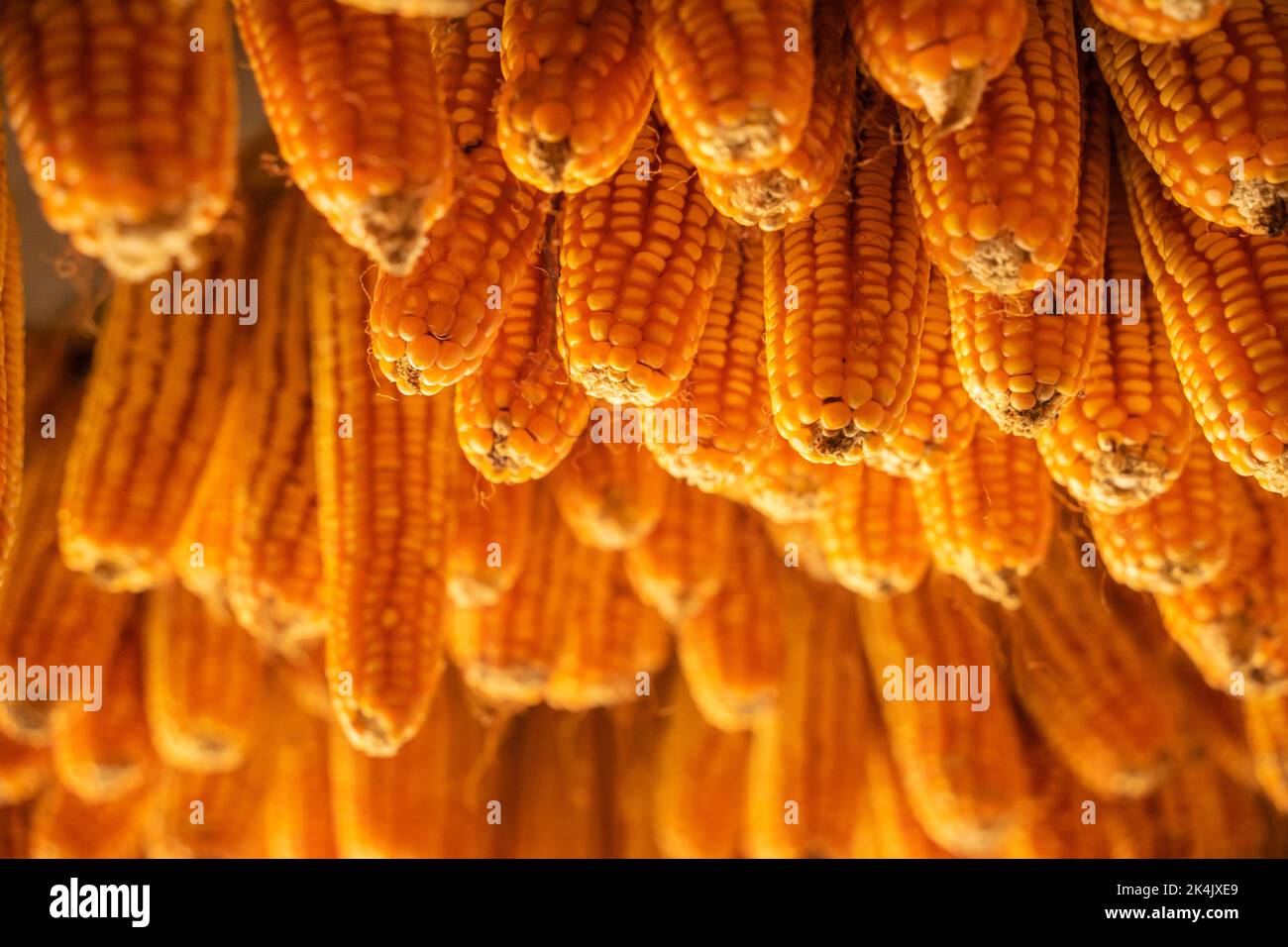 Dried corn hang on ceiling wooden pavilion after date of harvest corn ...