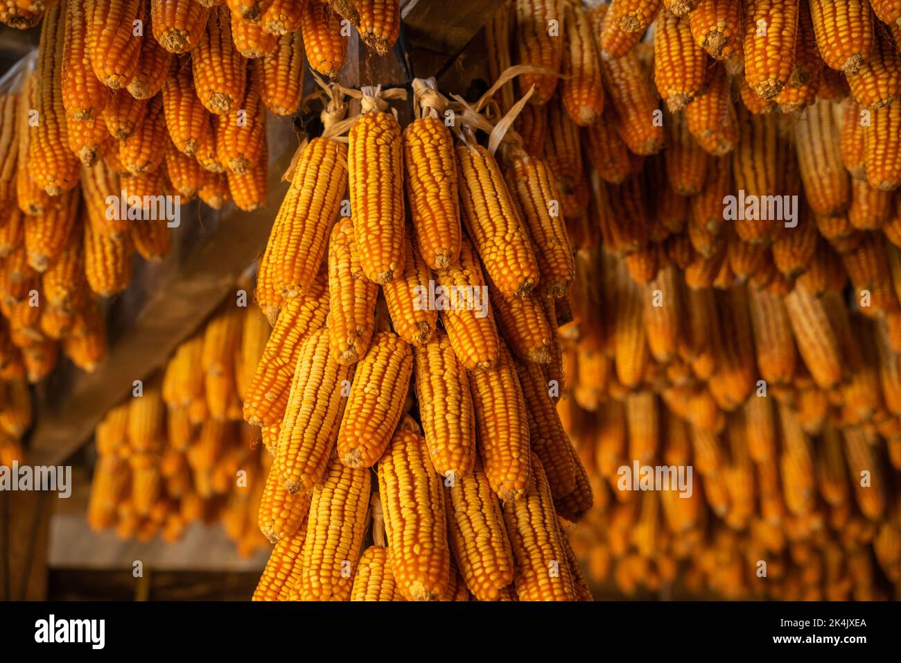 Dried corn hang on ceiling wooden pavilion after date of harvest corn ...