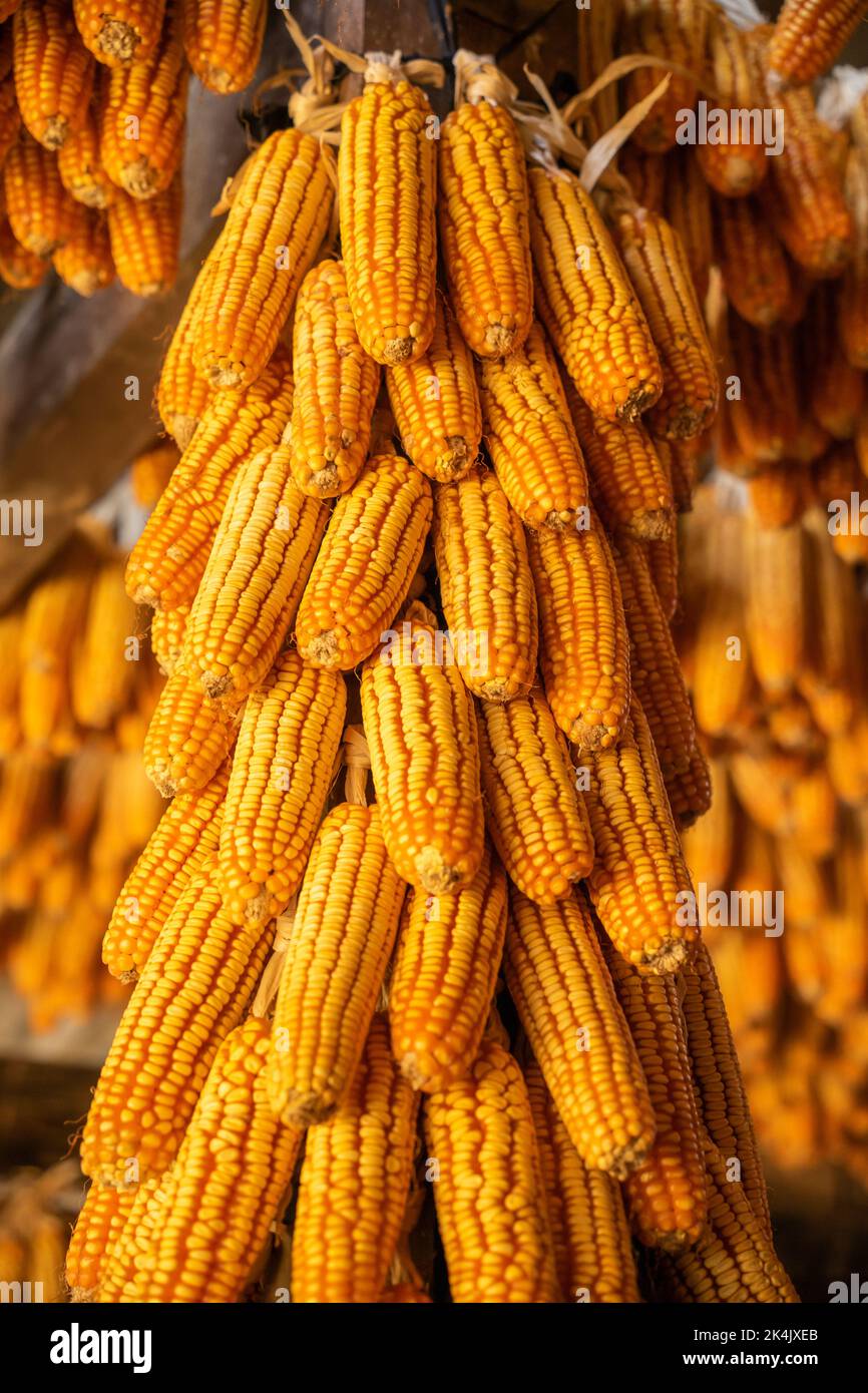 Dried corn hang on ceiling wooden pavilion after date of harvest corn ...