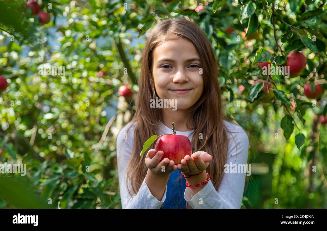 A child harvests apples in the garden. Selective focus Stock Photo - Alamy