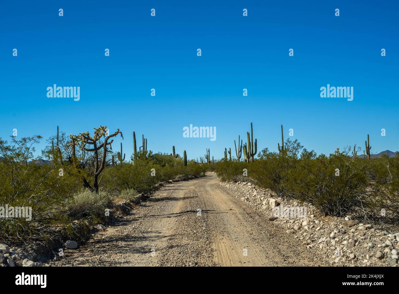 A long way down the road going to Organ Pipe Cactus NM, Arizona Stock ...
