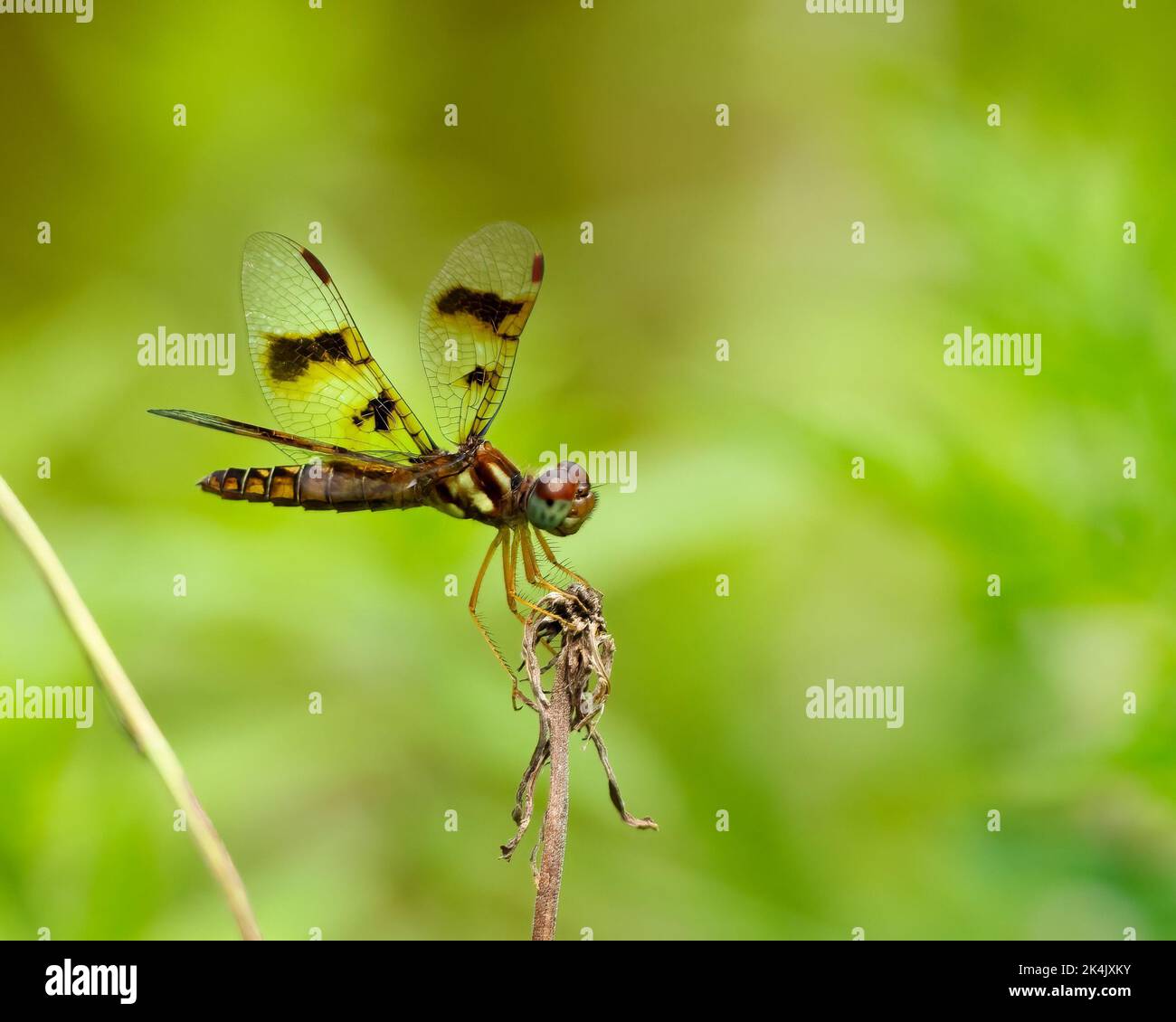 Female eastern amberwing hi-res stock photography and images - Alamy