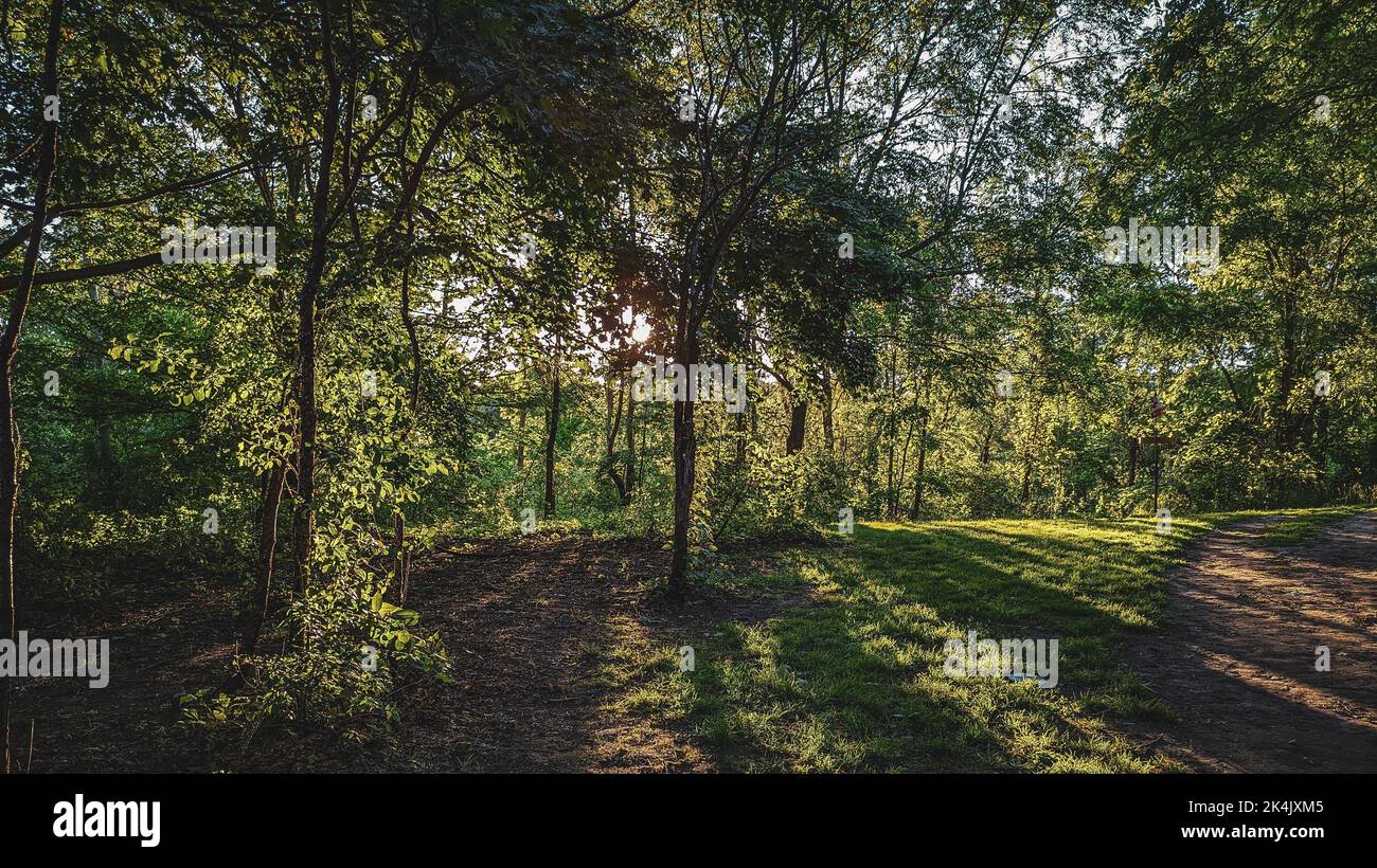 The rays of sunlight beaming down through trees during sunset at ...