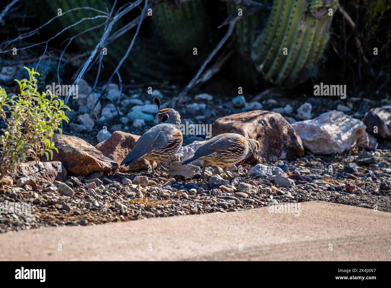 Common arizona birds hi-res stock photography and images - Alamy