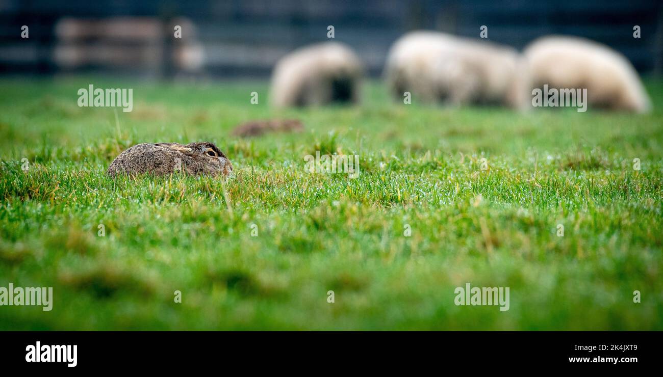 A cute little bunny sitting on the grass alone on a farm in daylight ...