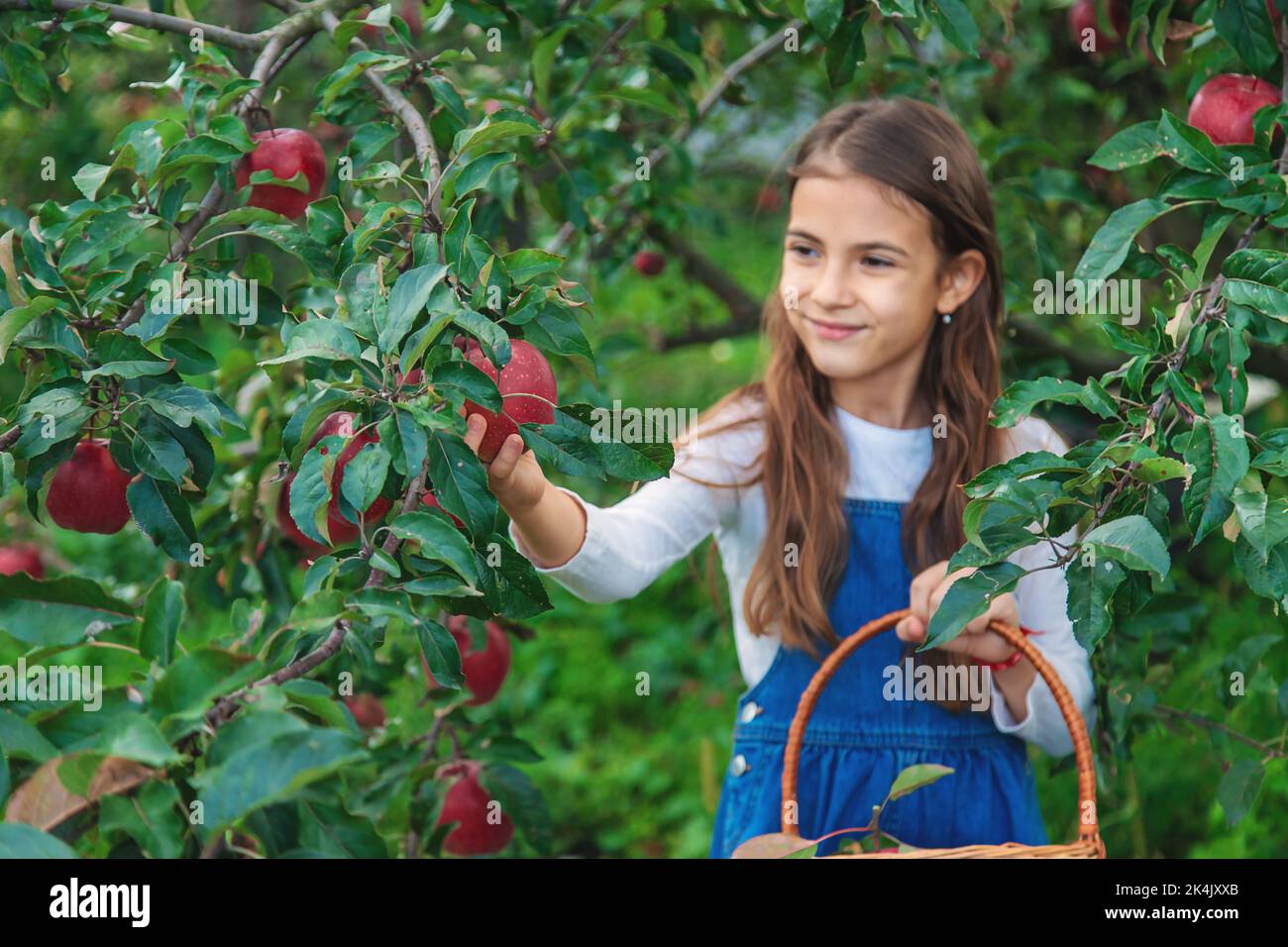 A child harvests apples in the garden. Selective focus Stock Photo - Alamy