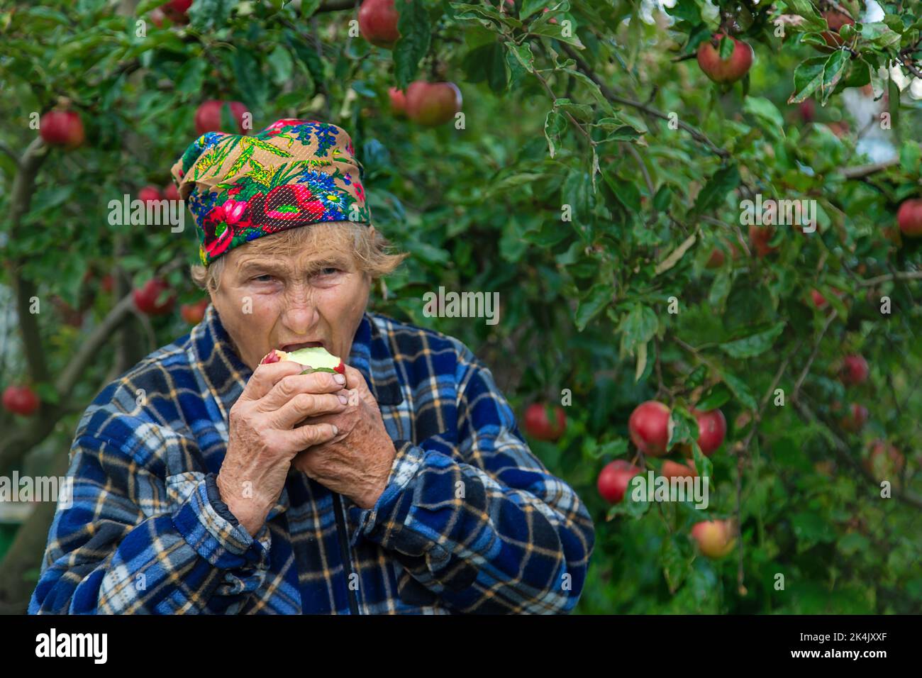 Grandmother harvests apples in the garden. Selective focus Stock Photo ...
