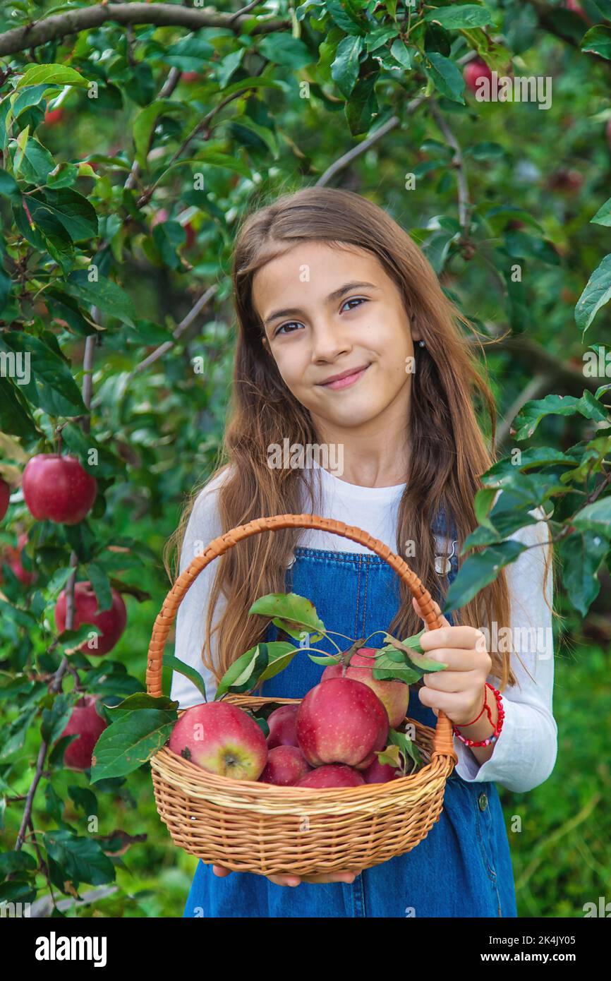 A child harvests apples in the garden. Selective focus Stock Photo - Alamy
