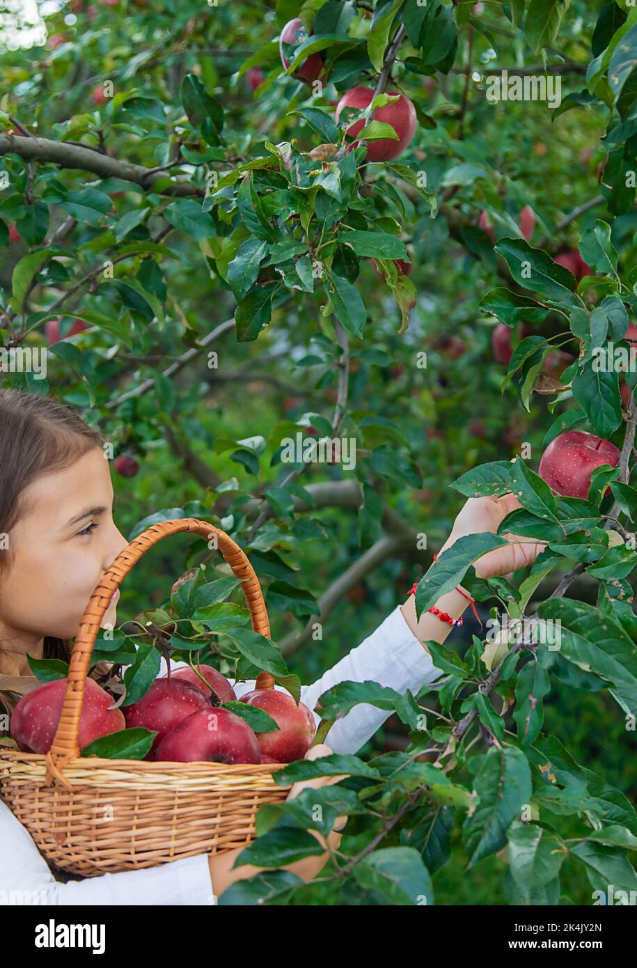 A child harvests apples in the garden. Selective focus Stock Photo - Alamy
