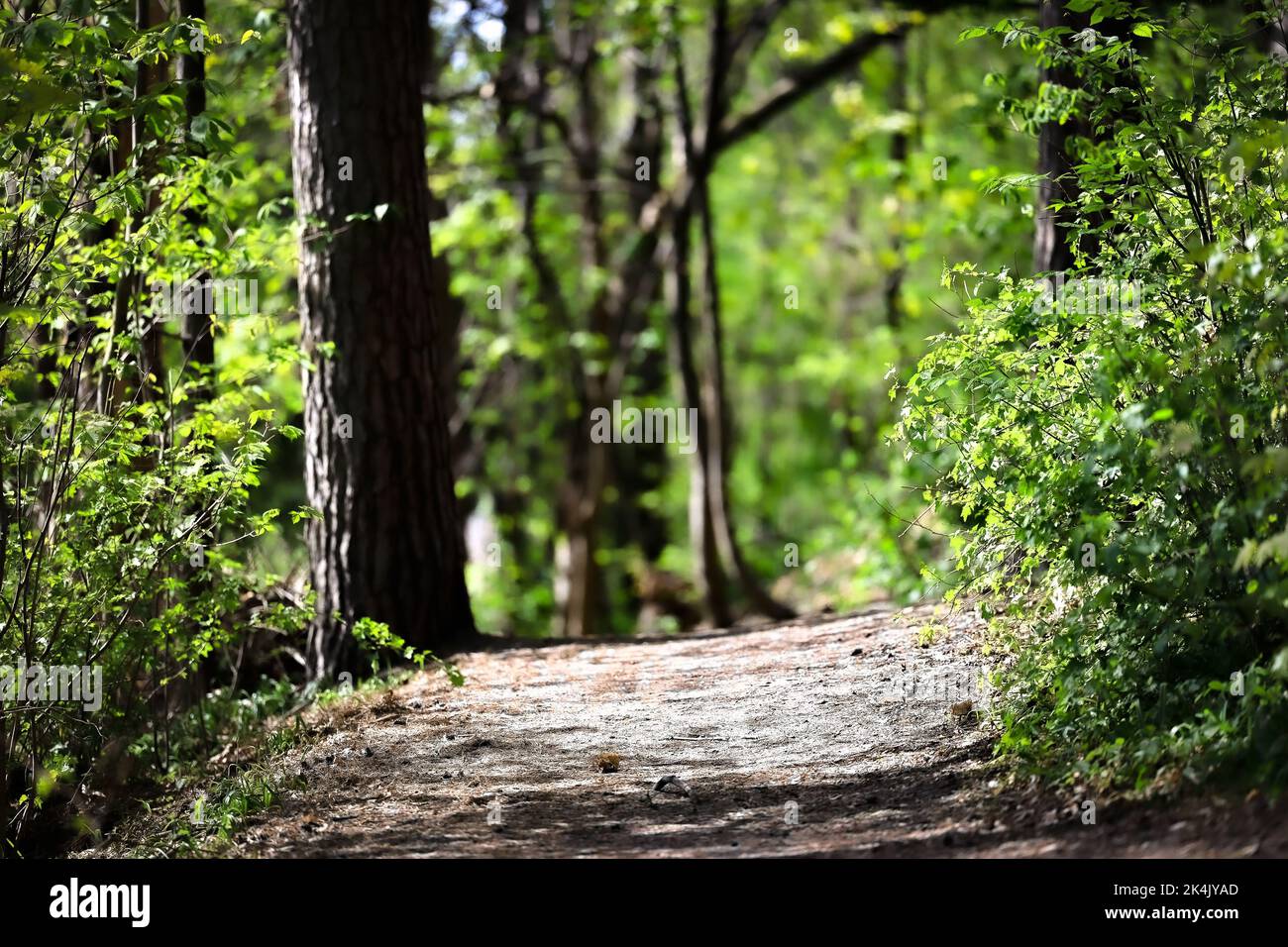 A scenic view of a walking path in a forest surrounded by green nature ...