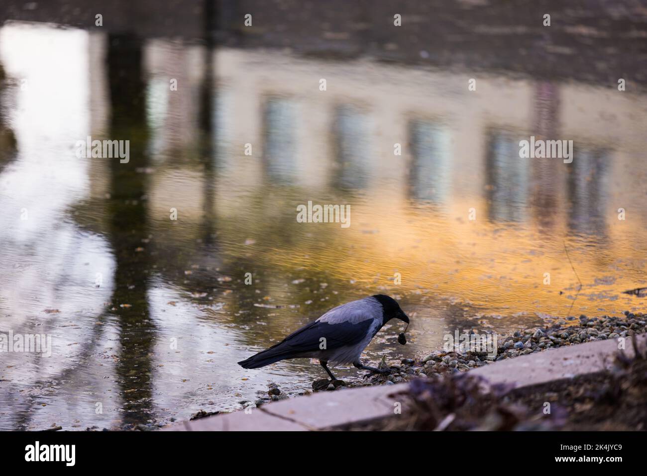 A black crow perched on the ground near a water puddle outdoors in ...