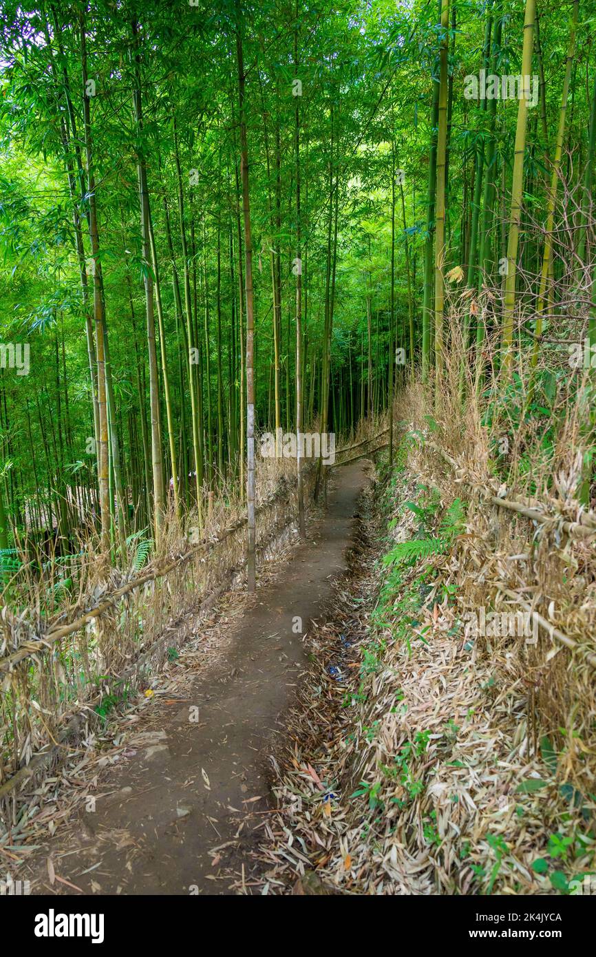 Bamboo forest in Mu Cang Chai, Yen Bai, Vietnam. Beautiful green ...