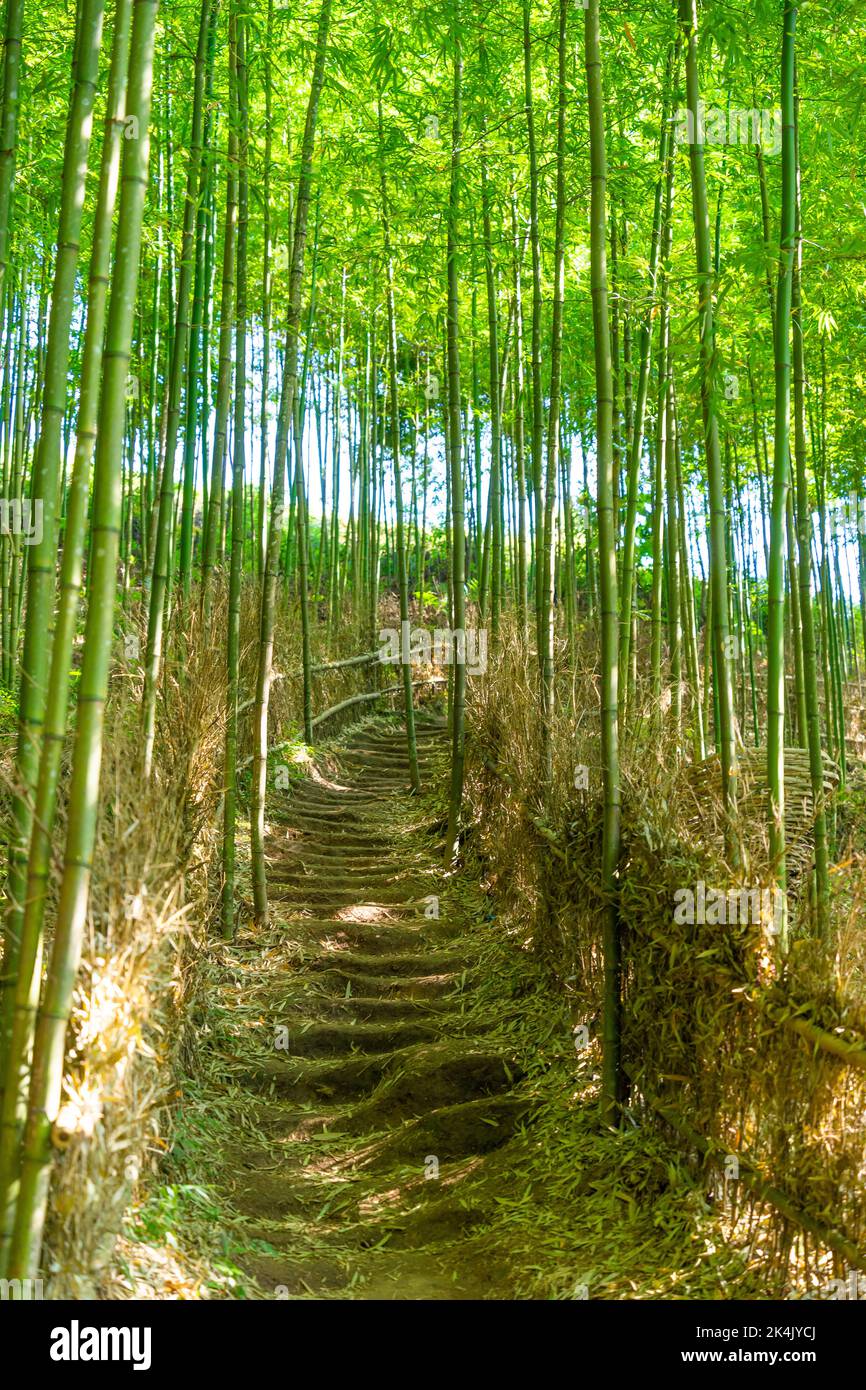 Bamboo forest in Mu Cang Chai, Yen Bai, Vietnam. Beautiful green ...