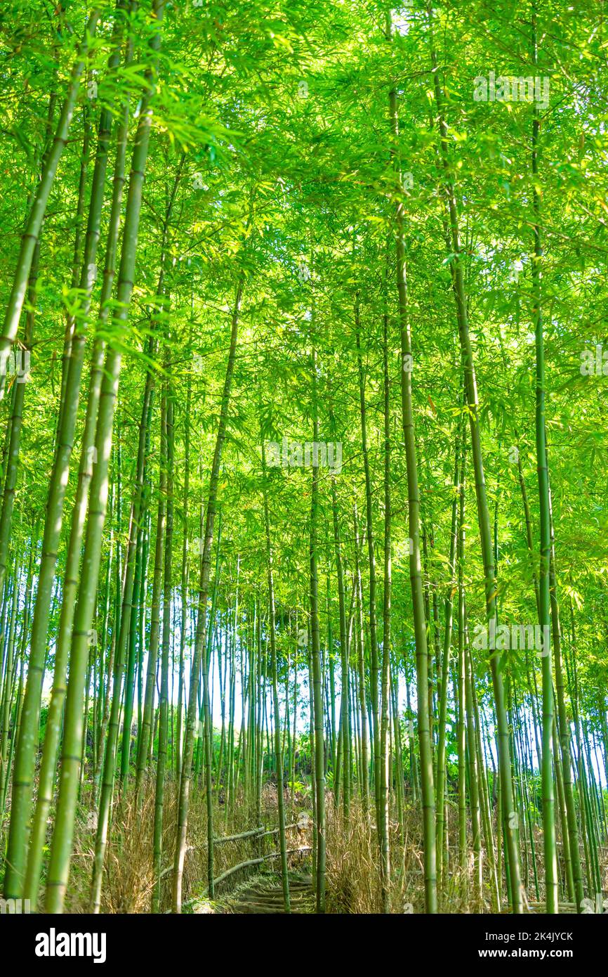Bamboo forest in Mu Cang Chai, Yen Bai, Vietnam. Beautiful green ...