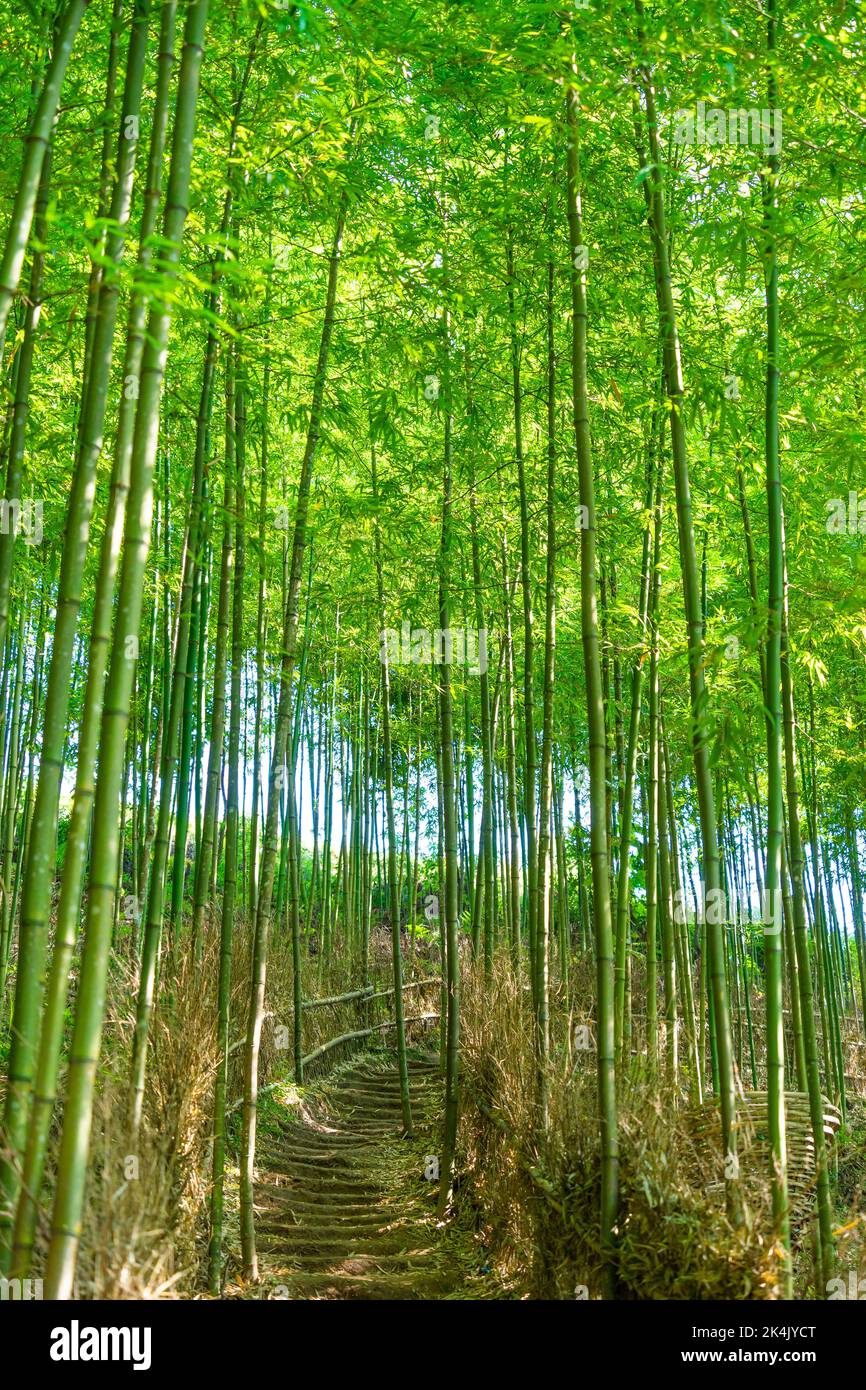 Bamboo forest in Mu Cang Chai, Yen Bai, Vietnam. Beautiful green ...