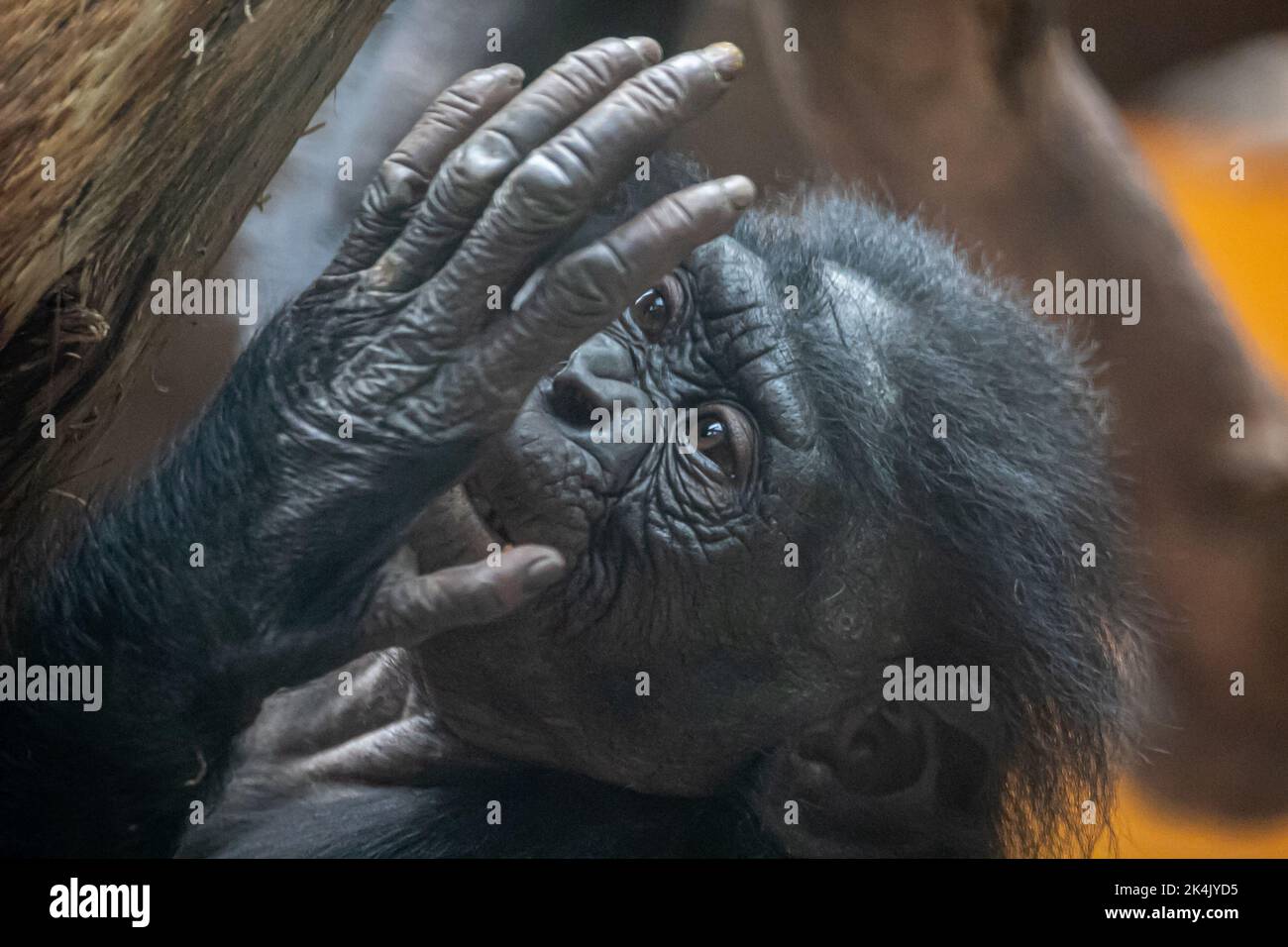Monkey hand face hi-res stock photography and images - Alamy