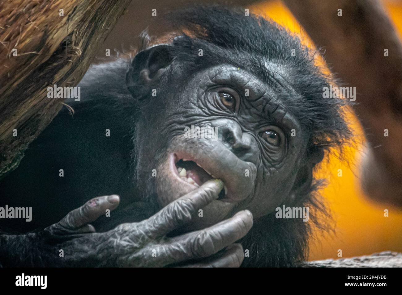 Chimp hand head hi-res stock photography and images - Alamy