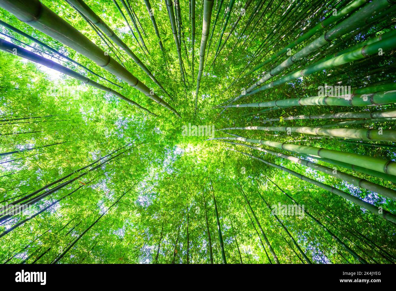 Bamboo forest in Mu Cang Chai, Yen Bai, Vietnam. Beautiful green ...