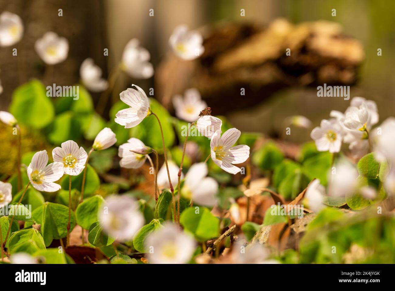 Flowering wood sorrel (Oxalis acetosella) in a forest. Due to its ...