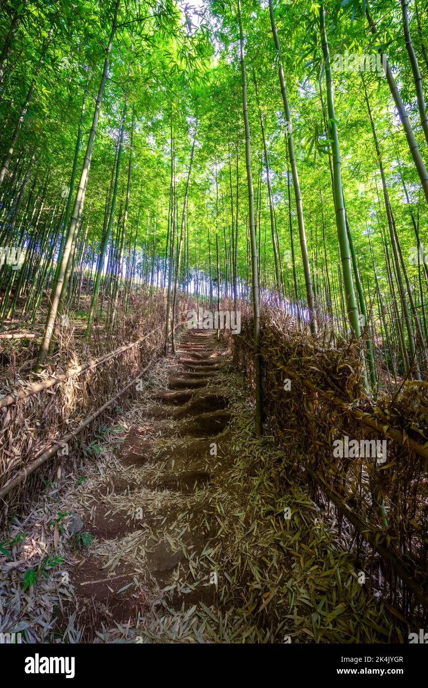 Bamboo forest in Mu Cang Chai, Yen Bai, Vietnam. Beautiful green ...