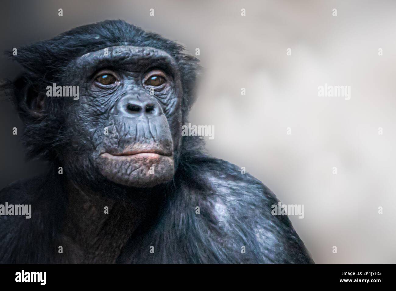 portrait of a bonobo chimpanze looking right before a bright background ...