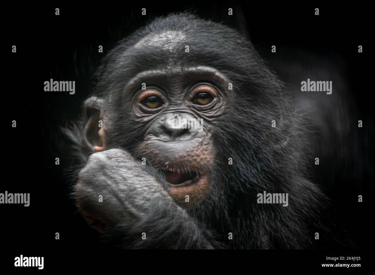 Monkey hand on head hi-res stock photography and images - Alamy