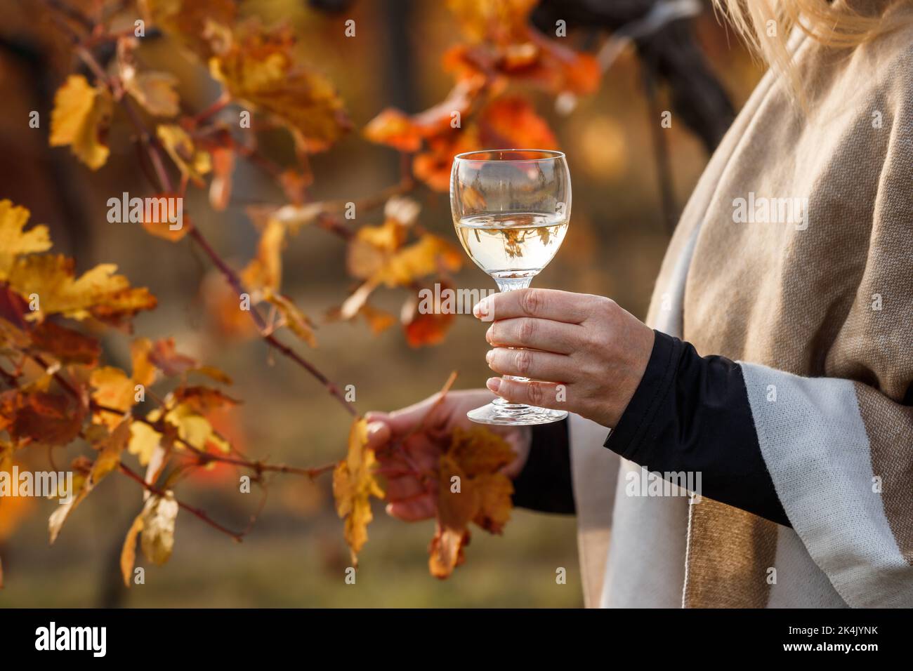 Woman vintner drinking white wine in her vineyard at fall season ...