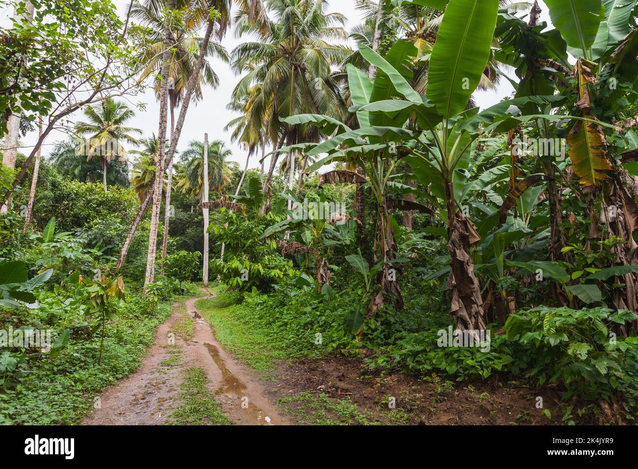 Empty trail goes through rainforest. Samana, Dominican Republic ...