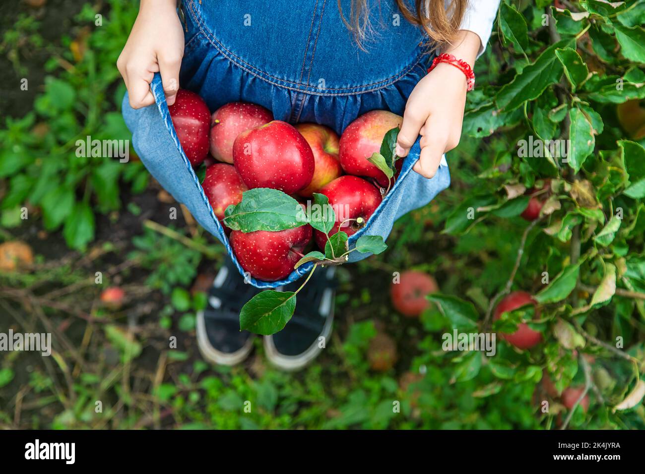 A child harvests apples in the garden. Selective focus Stock Photo - Alamy