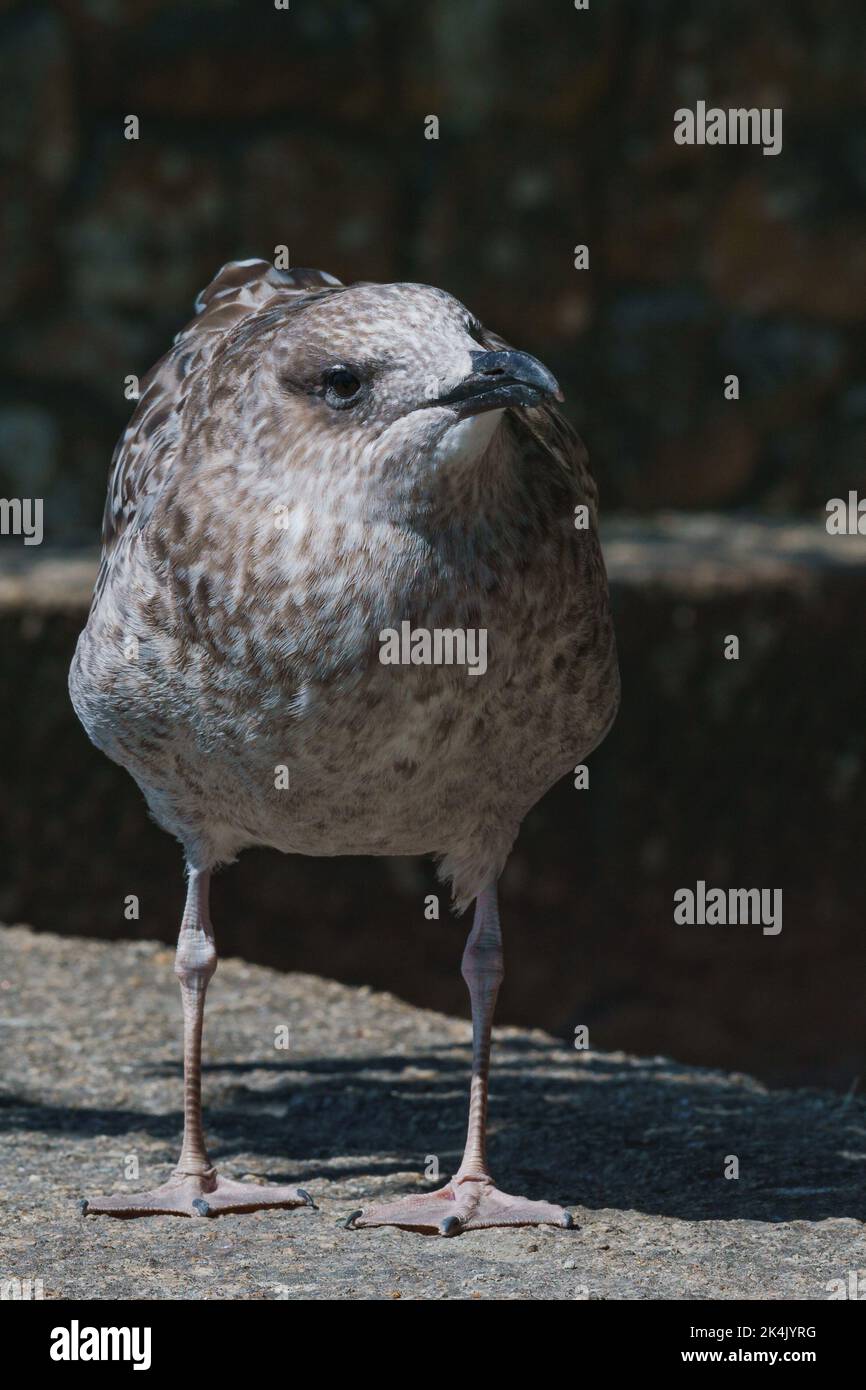 Coastal bird standing stone wall hi-res stock photography and images ...