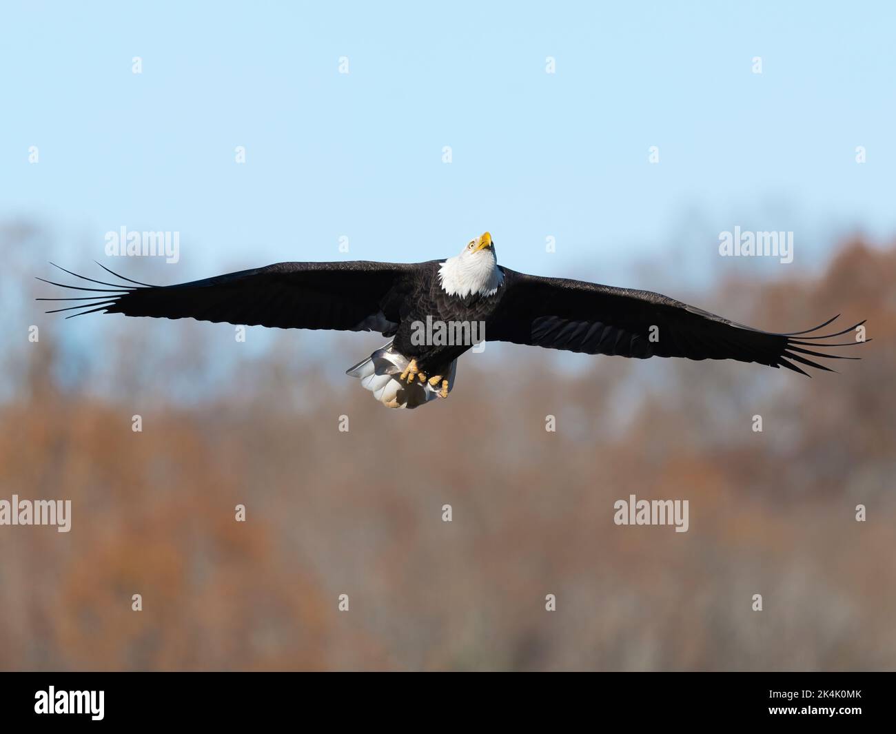 A beautiful bald eagle flying with a fish in its claws in Dover ...