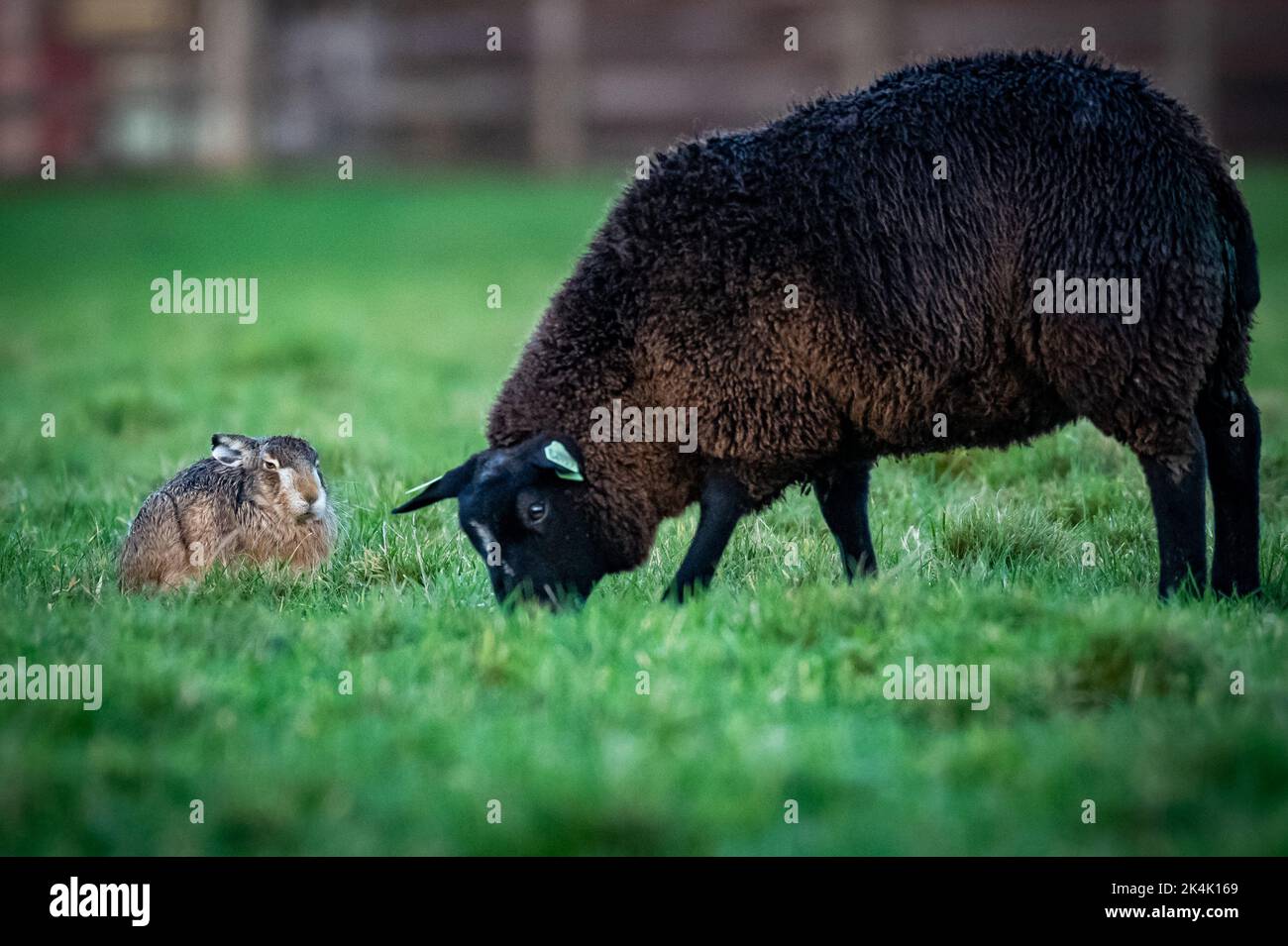 Bunny ears sheep hi-res stock photography and images - Alamy
