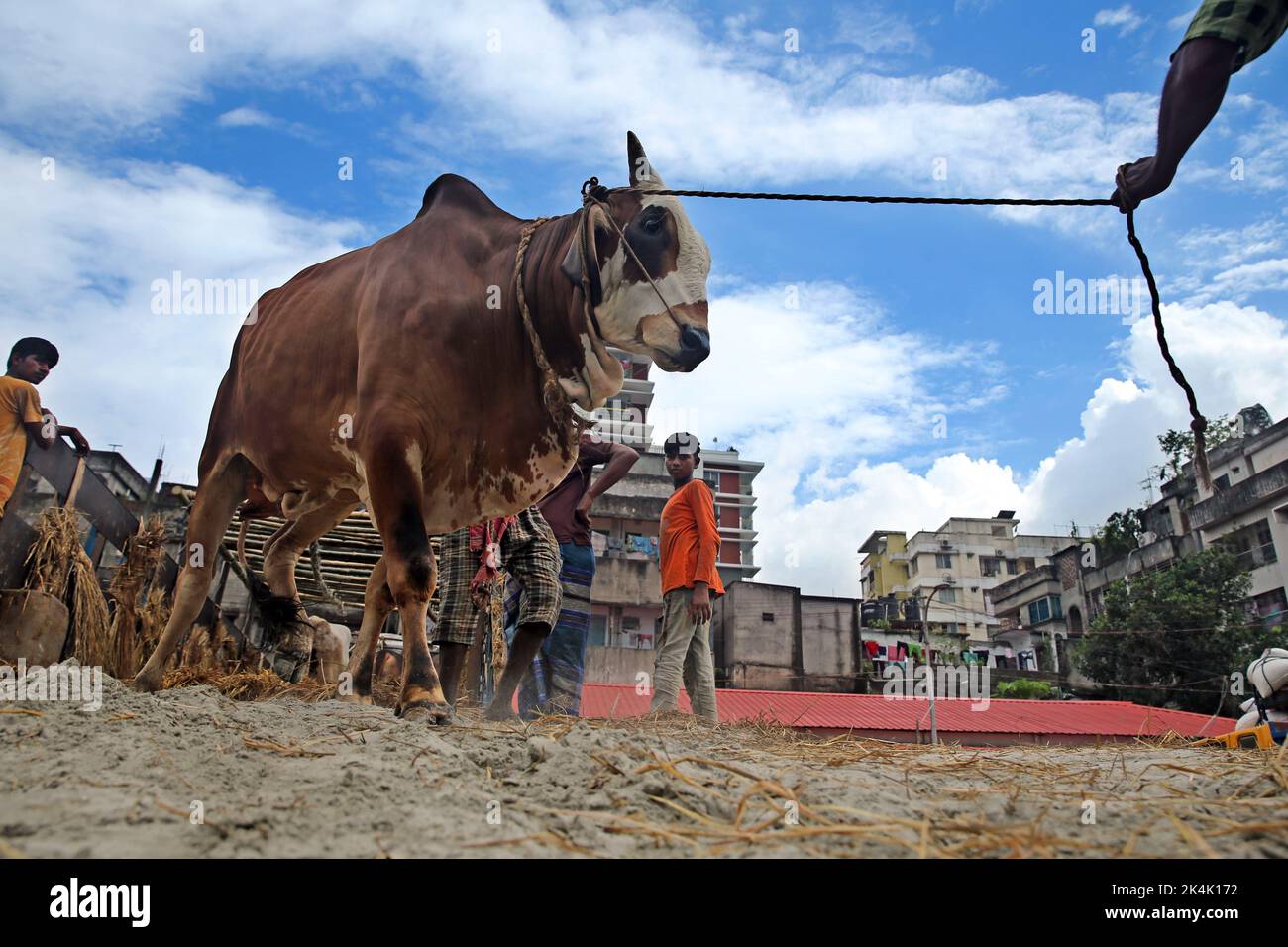 Cows unloading from the truck at the capital Kamalapur Cattle Market ...