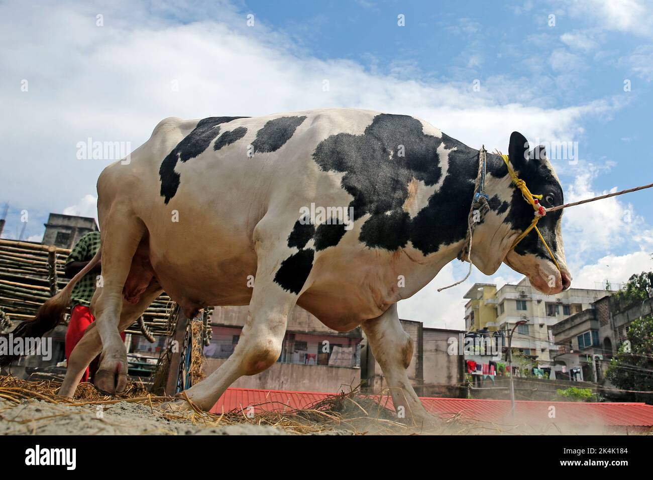 Cows unloading from the truck at the capital Kamalapur Cattle Market ...