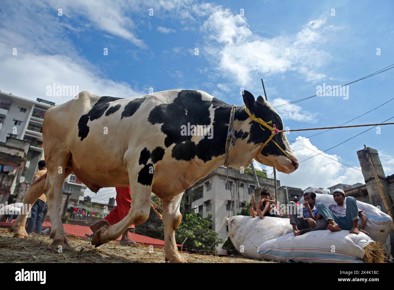 Cows unloading from the truck at the capital Kamalapur Cattle Market ...